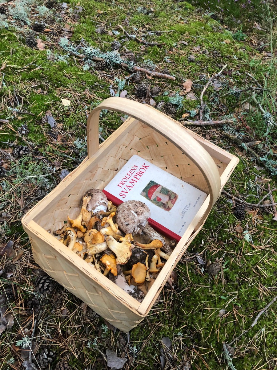 Svampplockning – Malins Blog